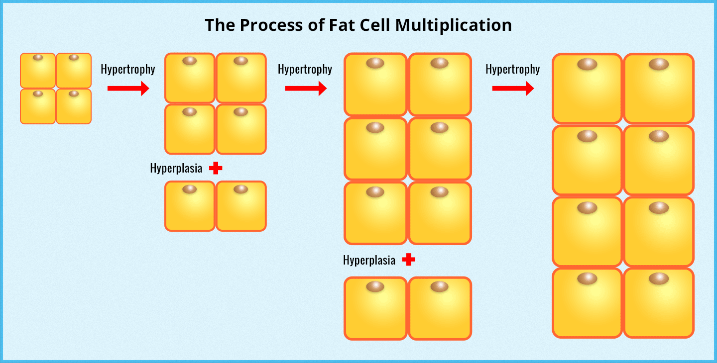 Fat Cell Killer